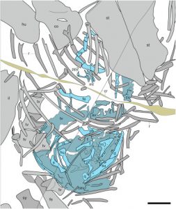 July 13, 2019 | Everything Dinosaur Blog