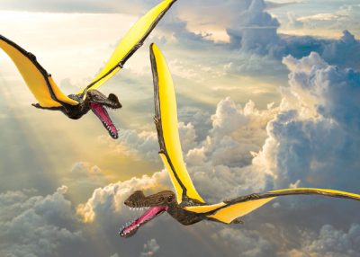 Thapunngaka shawi - The 4th Aussie Pterosaur
