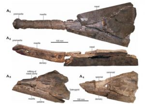 New Fossil Study of Jurassic Crocodile Confirms Identity