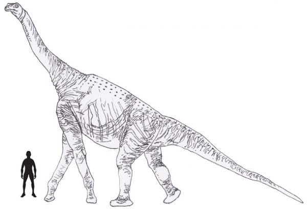 Eofauna Atlasaurus Preparations are in Full Swing