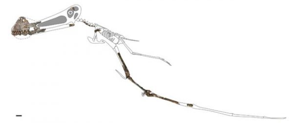 October 3, 2019 | Everything Dinosaur Blog