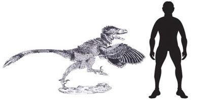 New Dromaeosaurid Species with Preserved Intestinal Tract