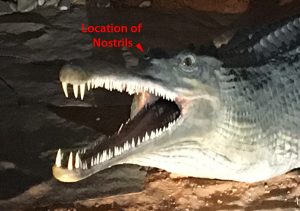 Evidence Found of Triassic Phytosaurs in Southern Africa