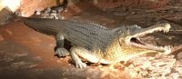 A Remarkable Phytosaur Colossosuchus techniensis from India