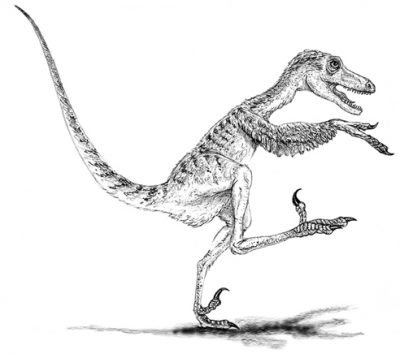 Dineobellator notohesperus - Velociraptorine with Attitude!
