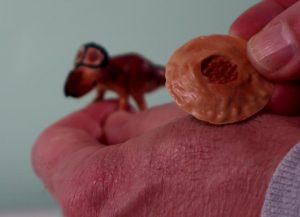 Wild Past Protoceratops and Preparing a Video Script