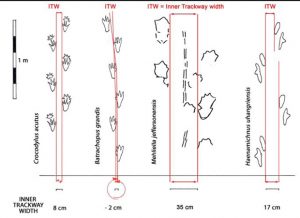 Were Some Ancient Crocodiles Bipeds? Ancient Fossil Tracks