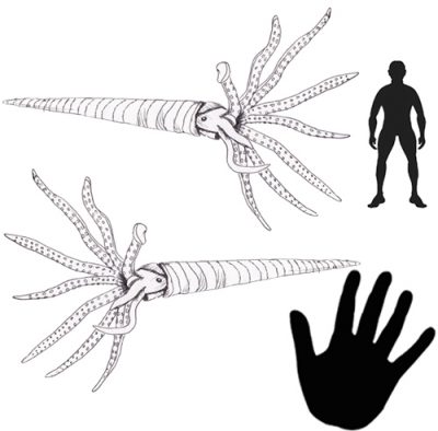Straight-shelled Nautiloid (Orthoceras Model)