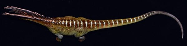 CollectA Deluxe Bajadasaurus Figure Gets a Makeover