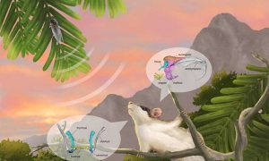 Sinobaatar pani and Middle Ear Evolution in Mammals