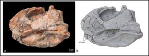 Beg tse - A Neoceratopsian from Mongolia is Described