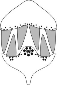 Pterosauria Beak Study - The Senses of Pterosaurs