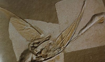 Microscopic Analysis of Pterosaur Teeth Provides Guide to Diet