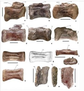 Amanzia greppini - First Sauropod Described From Switzerland