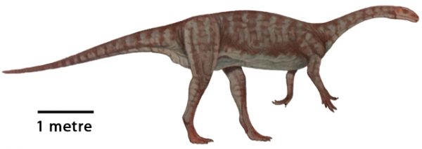 Kholumolumo ellenbergerorum - Dinosaur from a "Rubbish Dump"