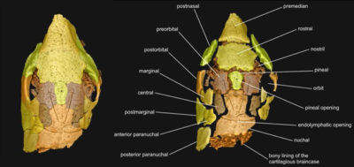Ancient Placoderm Turns Vertebrate Evolution on its Head