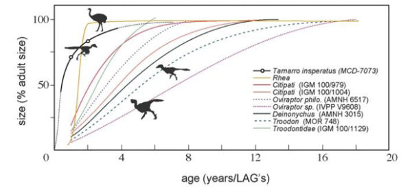 Troodontids in Europe - Tamarro insperatus
