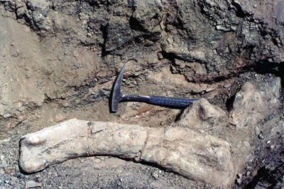 A New Species of Titanosaur has been Described (Arackar licanantay)