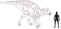 Kamuysaurus Scale Drawing Created by Everything Dinosaur
