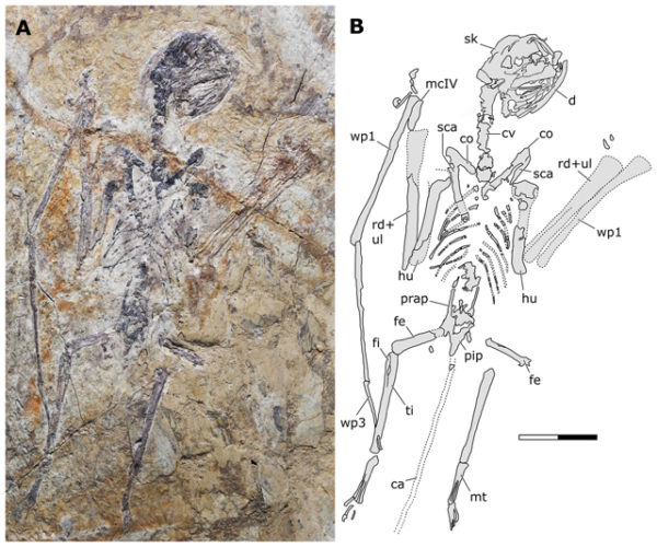 Sinomacrops - A New Anurognathid Pterosaur from China