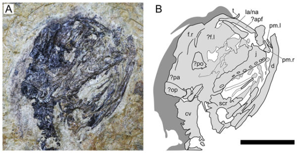 Sinomacrops - A New Anurognathid Pterosaur from China
