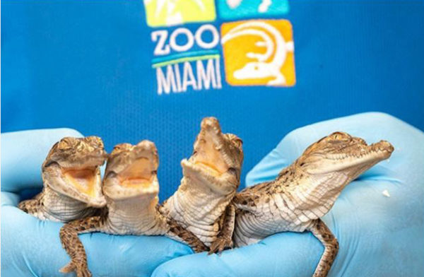 Crocodile Conservation Success Story at Zoo Miami