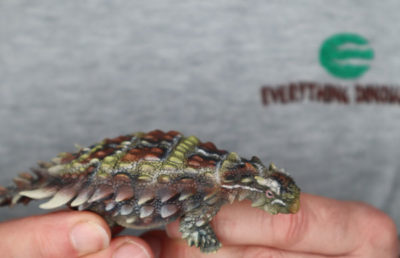 Praising the Pinacosaurus Model from PNSO