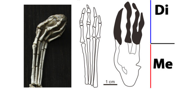 June 4, 2021 | Everything Dinosaur Blog