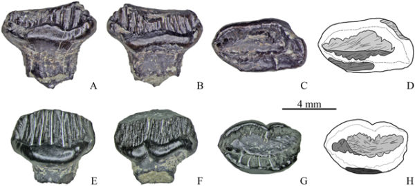 Studying Stegosaurs from the Arctic Circle