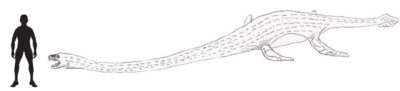 Sinopliosaurus - Theropod or Pliosaur?