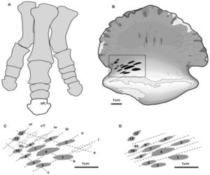 July 17, 2021 | Everything Dinosaur Blog