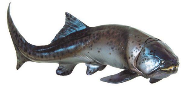 Ancient Placoderm Turns Vertebrate Evolution on its Head