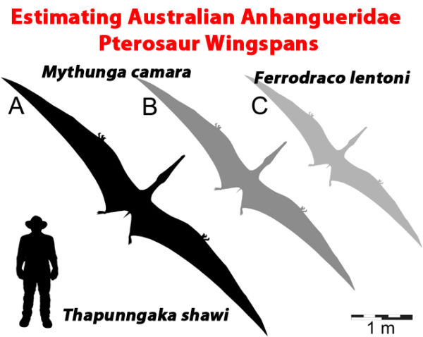 Thapunngaka shawi - The 4th Aussie Pterosaur