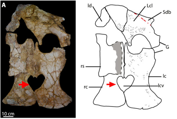 August 24, 2021 | Everything Dinosaur Blog