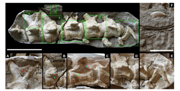 Two New Sauropods from the Lower Cretaceous of China