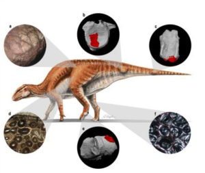 A Very "Old" Dinosaur is Described by Scientists