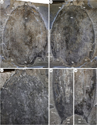 Titanokorys gainesi - Giant Cambrian Radiodont