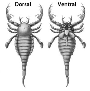 October 19, 2021 | Everything Dinosaur Blog