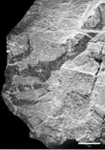 October 19, 2021 | Everything Dinosaur Blog