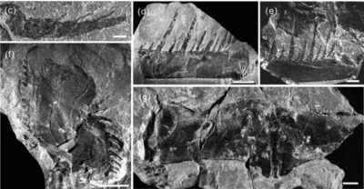 Giant Sea Scorpion from Southern China Described