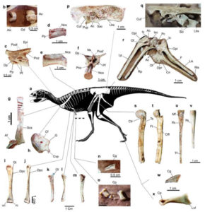 Toothless Theropod Dinosaur from Brazil is Described