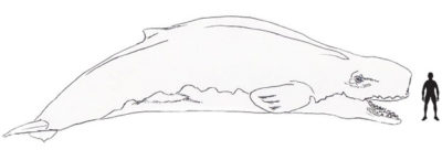 Livyatan Scale Drawing by Everything Dinosaur