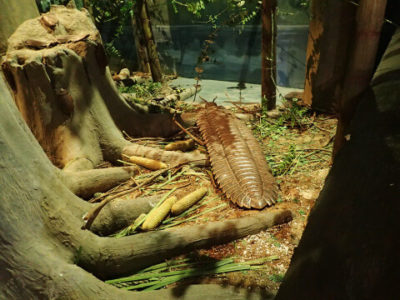Largest-ever Millipede Fossil Found Described by Scientists