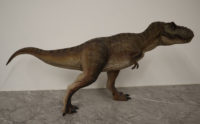 Tyrannosaurus rex - The Classification and Naming of Fossils