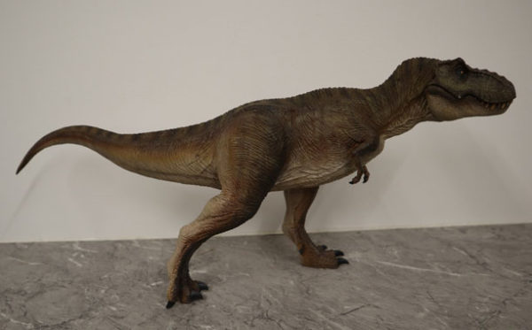 Tyrannosaurus rex - The Classification and Naming of Fossils