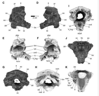 Struthiosaurus austriacus Braincase Research