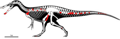 New Spinosaur from Portugal is Scientifically Described