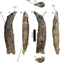 New Spinosaur from Portugal is Scientifically Described