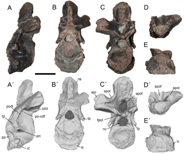 Maip macrothorax - Giant Megaraptorid from South America