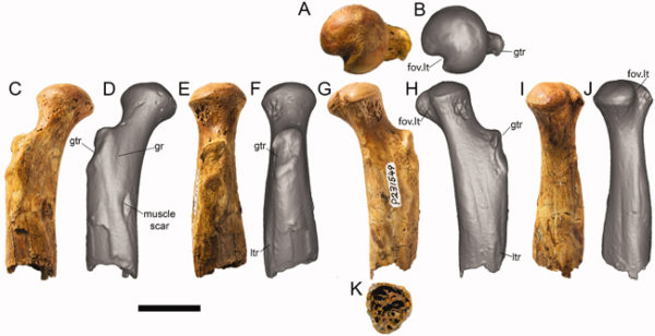Australian Pterosaur Fossils Reveal Predatio